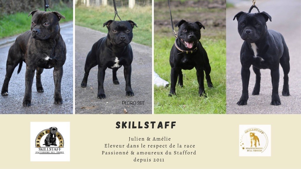 Accueil - Elevage Skillstaff - eleveur de chiens Staffordshire Bull Terrier